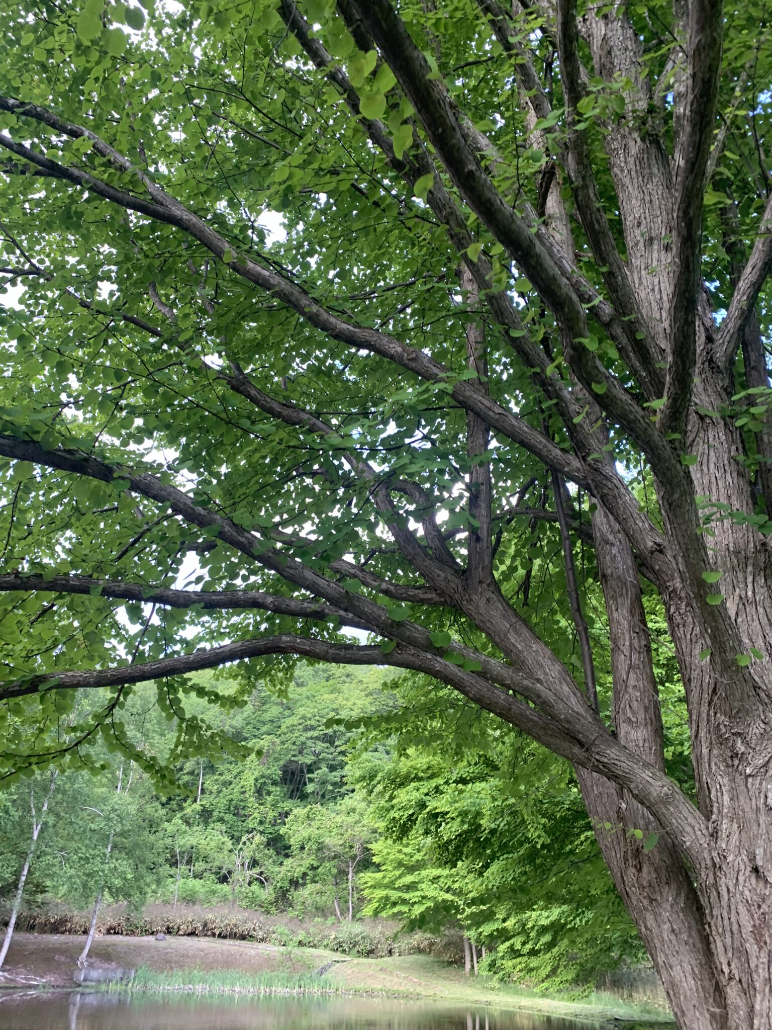 束の間の安心感 - tenrakatsuno