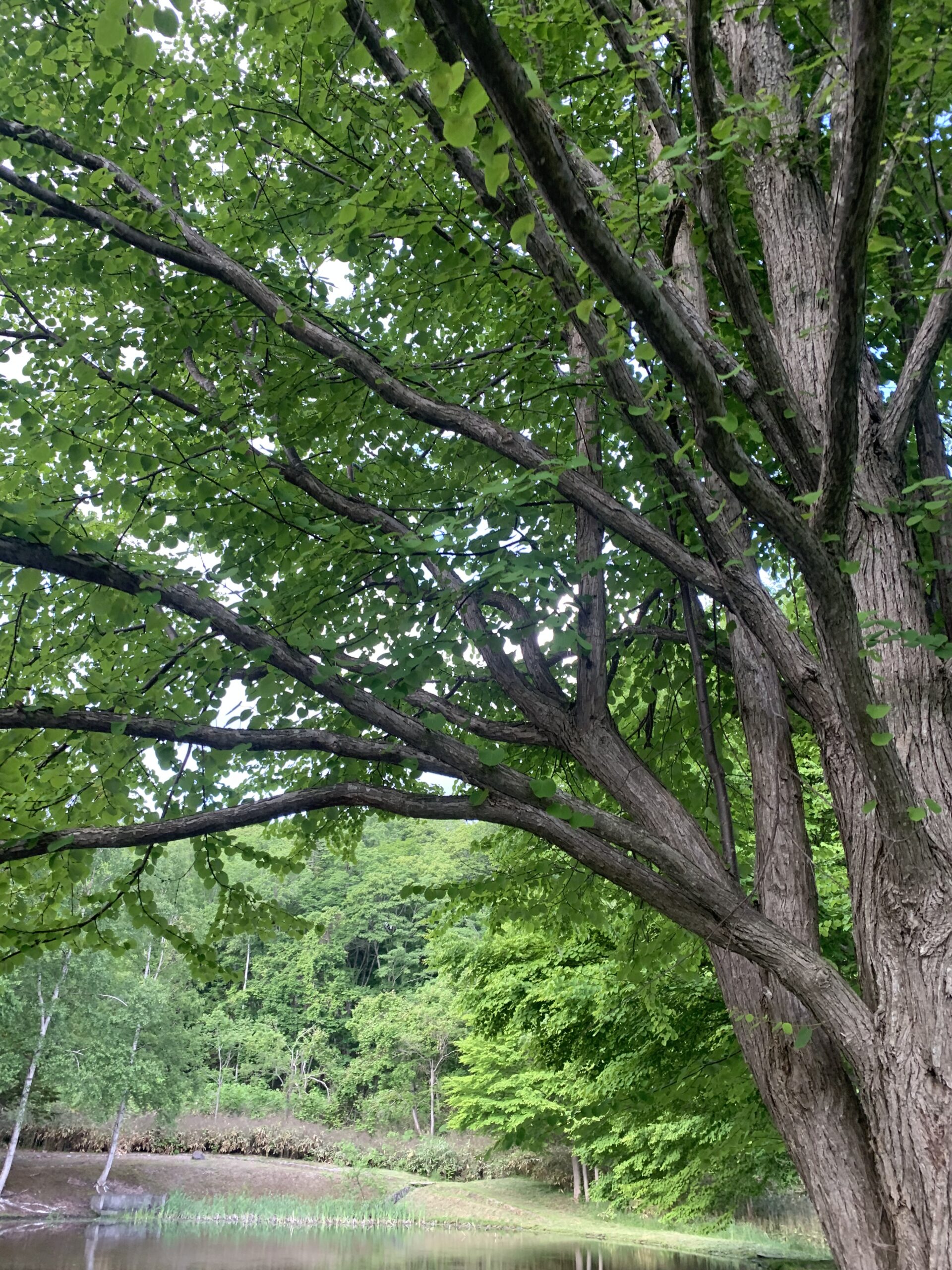 束の間の安心感 - tenrakatsuno