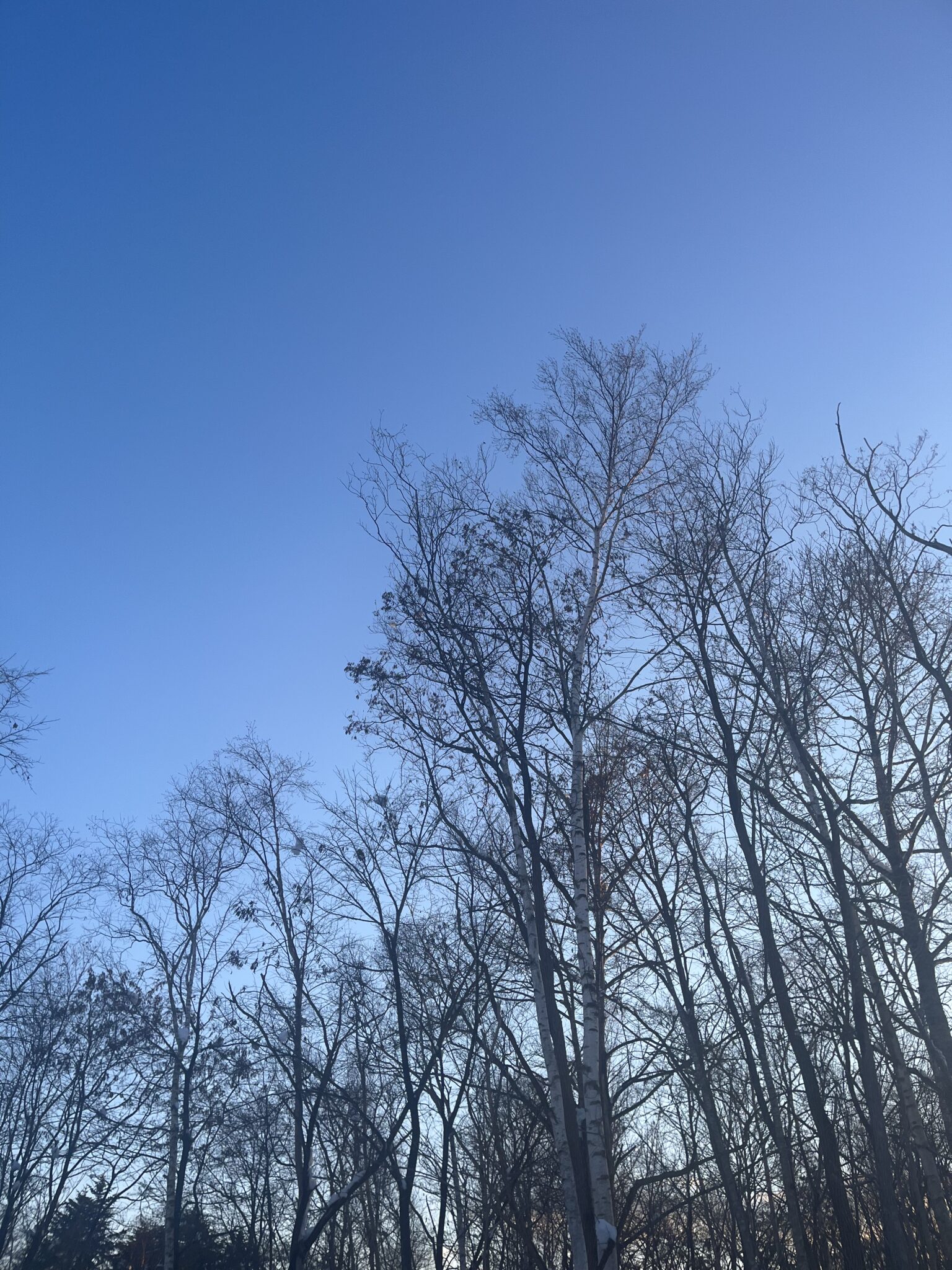 違って見えたり、同じに見えたり - tenrakatsuno